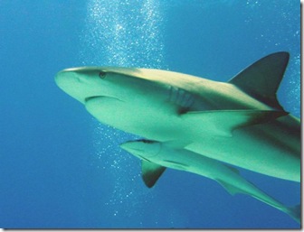 Commensalism | Biology & Geology 4 ESO